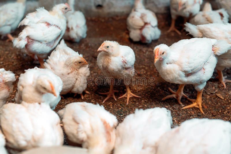 White Broiler Chicken at the Poultry Farm. Stock Image - Image of ...