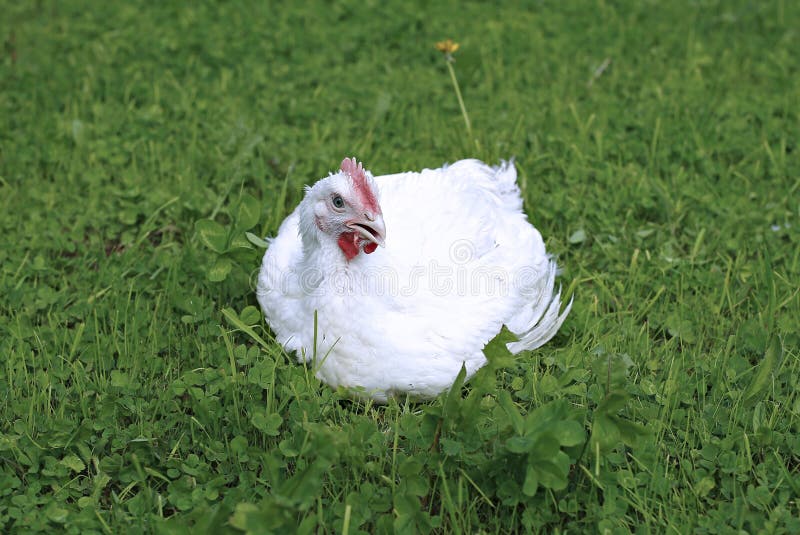 White broiler chicken stock image. Image of furry, farming - 72497937