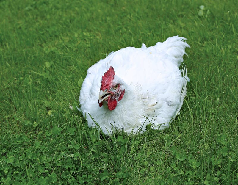 White broiler chicken stock photo. Image of chicken, cute - 72550480