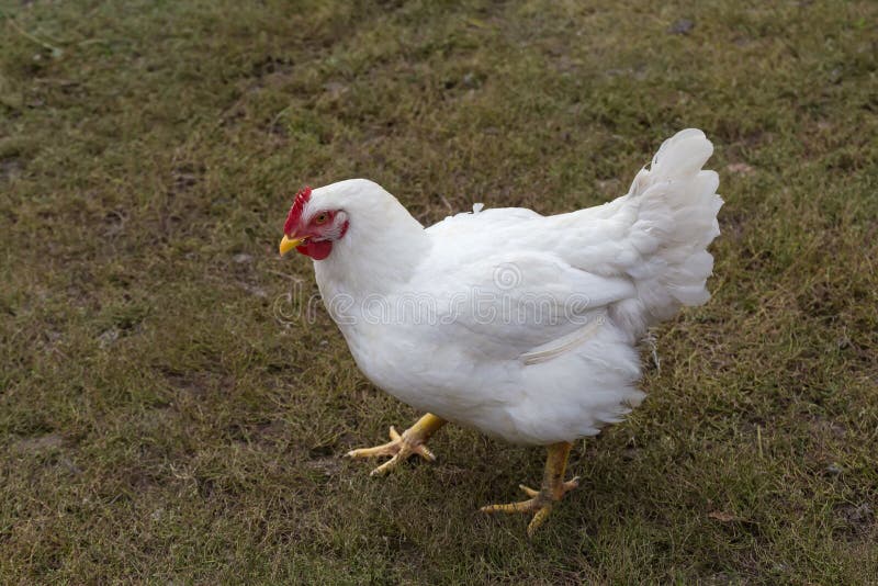 White Broiler Hen on the Farm Yard Stock Image - Image of domesticated ...