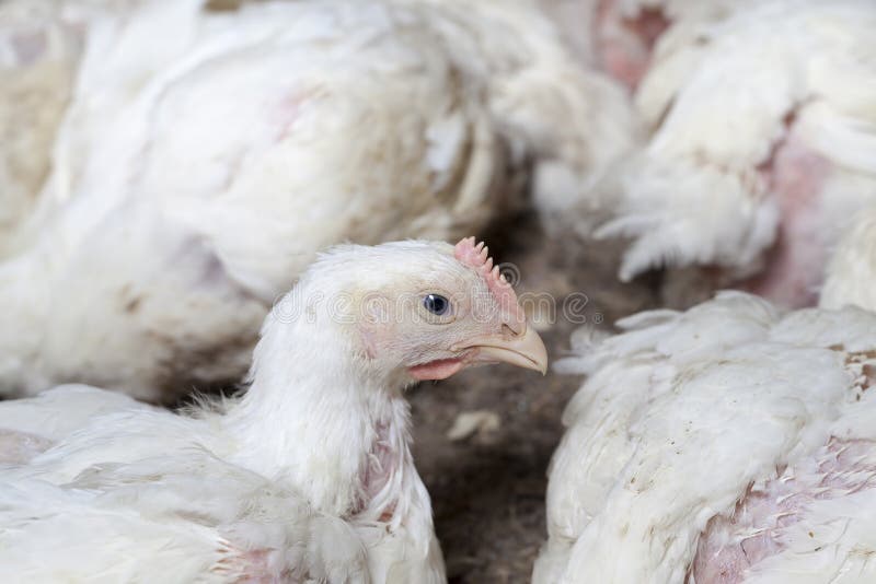 White Broilers in a Fully Filled Chicken Coop Stock Photo - Image of ...