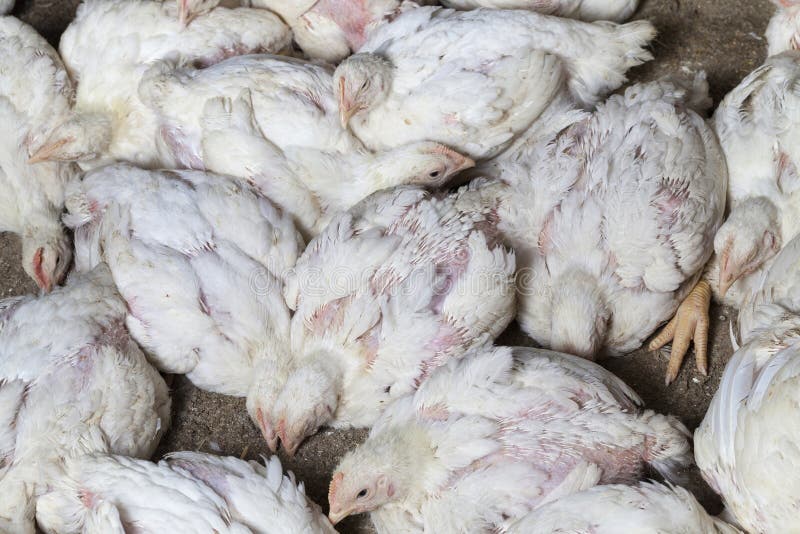 White Broilers in a Fully Filled Chicken Coop Stock Photo - Image of ...