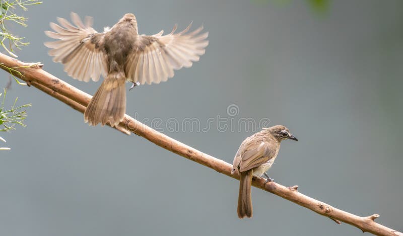 White-browed Bulbul Pair Perch on a Stick, One Bird Landing and the ...