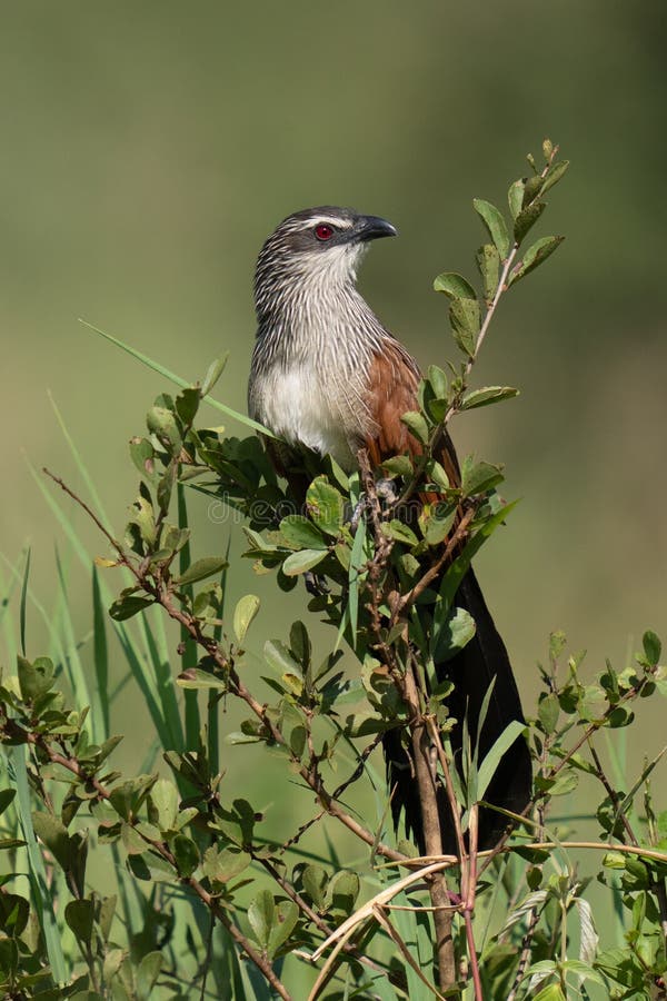 White-Browed Couca - or Cuckoo in Africa Stock Image - Image of ...