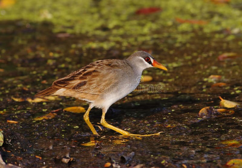 Browed Crake Amaurornis Cinerea Stock Photos - Free & Royalty-Free ...