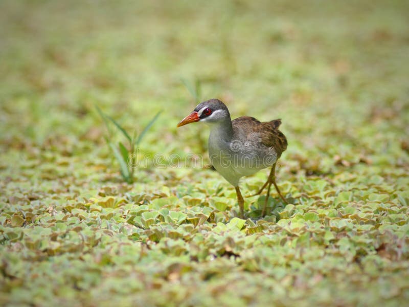 White-browed Crake Bird from Thailand Stock Image - Image of bird ...