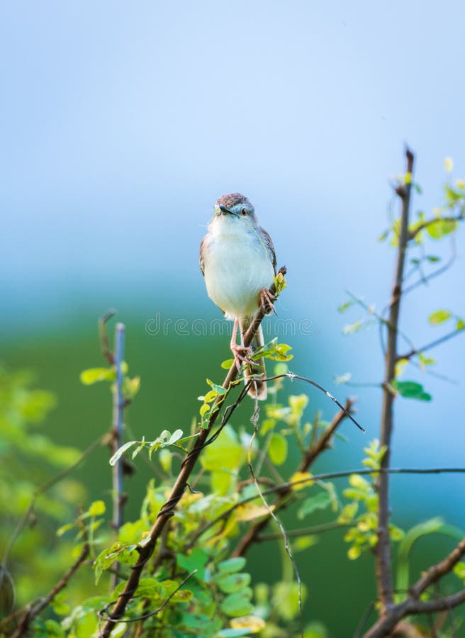 White-browed Wren-warbler Perch Front View Close-up Portrait Shot Stock ...
