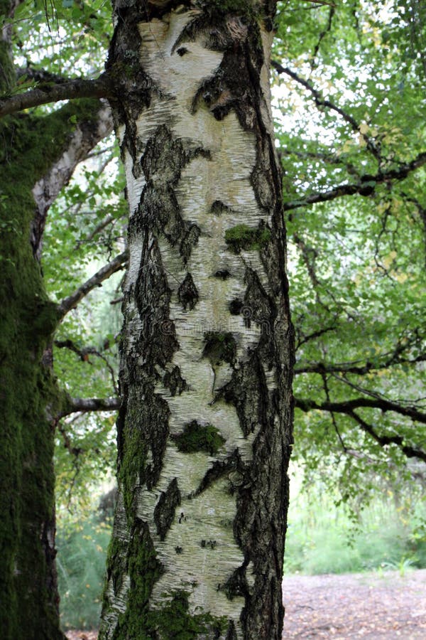 Clumps of Moss on Stones and Trees at White Moss Walks, Lake District ...