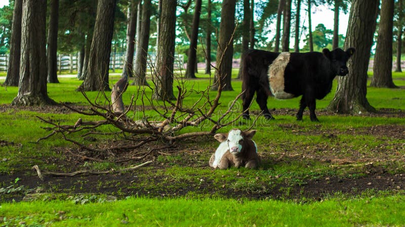 White and Brown Calf Cow with Black and White Cow Stock Photo - Image ...