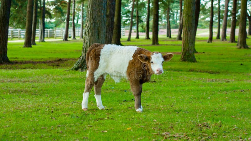 White and Brown Calf Cow with Black and White Cow Stock Photo - Image ...