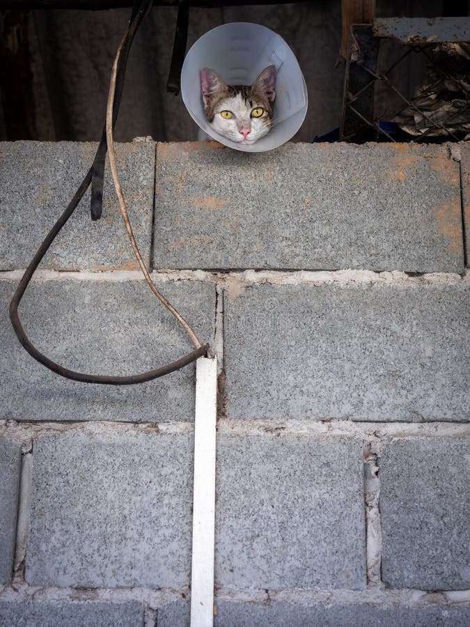 White-Brown Cat Wearing a White Head Shield Stock Photo - Image of ...