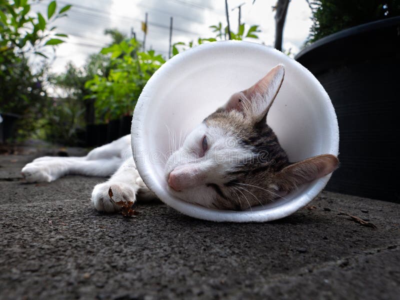 White-Brown Cat Wearing a White Head Shield because of it Just Had ...