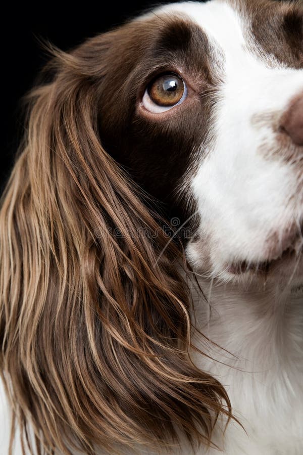 White and Brown Cocker Spaniel Portrait in Studio Stock Photo - Image ...