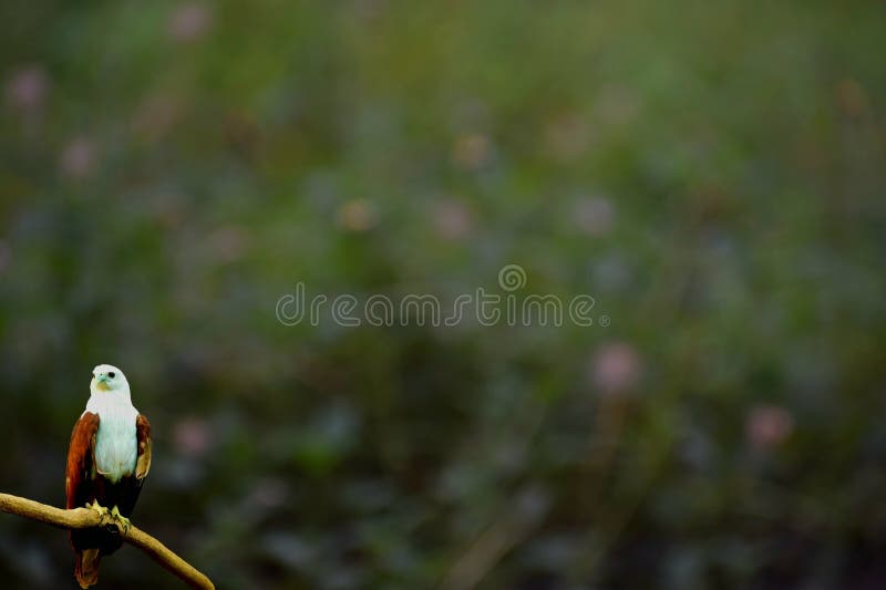 White and Brown Colored Eagle on the Corner of Blur Green Environment ...