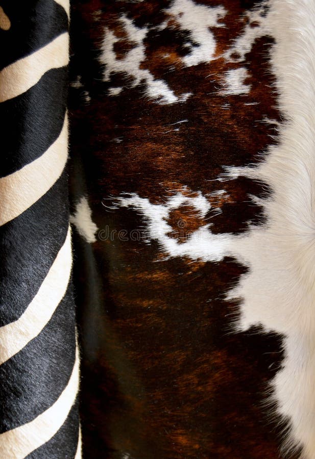 White and Brown Cowhide Texture Background for Manufacturing Leather ...