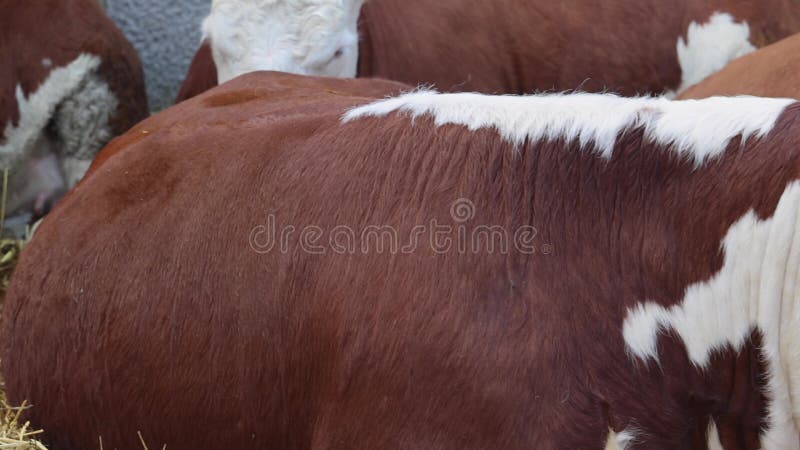 Cows Farm pan stock footage. Video of video, large, laying - 330301792