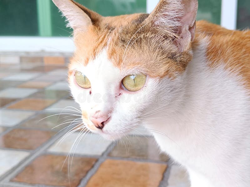 White and Brown Domestic Cat, Wound on Face Stock Photo - Image of ...