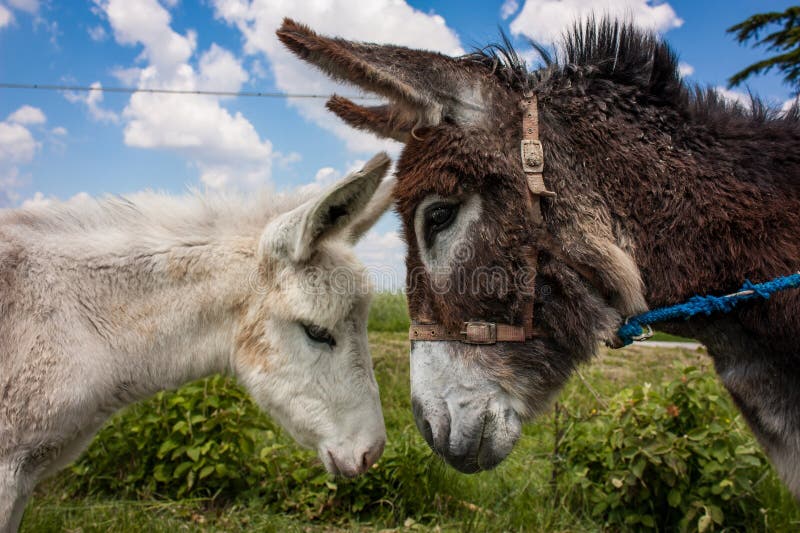 Two Donkeys Showing Affection in Green Field Under Blue Sky Stock Photo ...