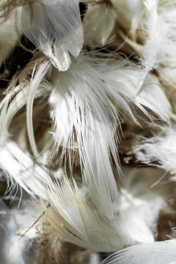 White and Brown Duck Feathers. Background or Texture Stock Image ...