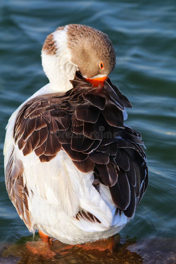 White and Brown Feather Duck in Water. Stock Image - Image of feathers ...