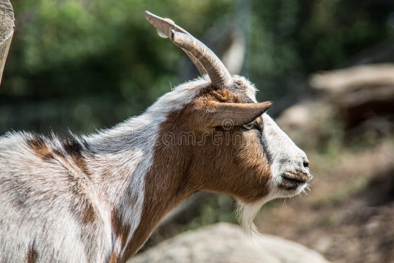 Two horns and a beard stock photo. Image of andiron, chamois - 4919852