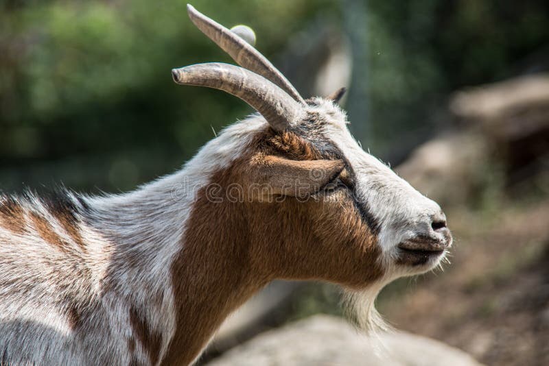 Goat with horns and beard stock image. Image of horns - 192984389