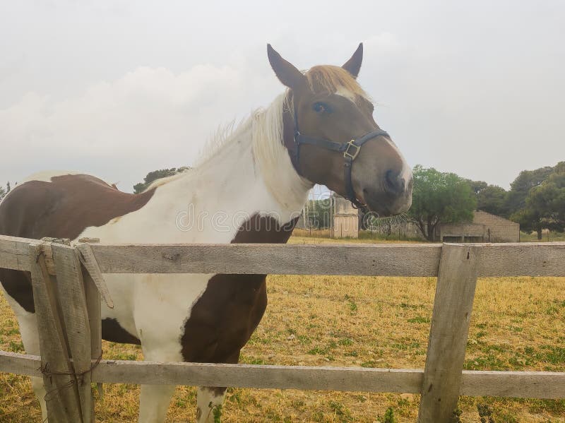 White Brown Horse Inside the Farm Stock Image - Image of bovine, bridle ...