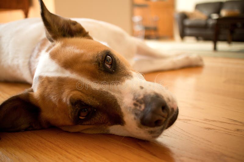 White and Brown Mixed Boxer-Pointer Dog Resting on Wooden Interi Stock ...