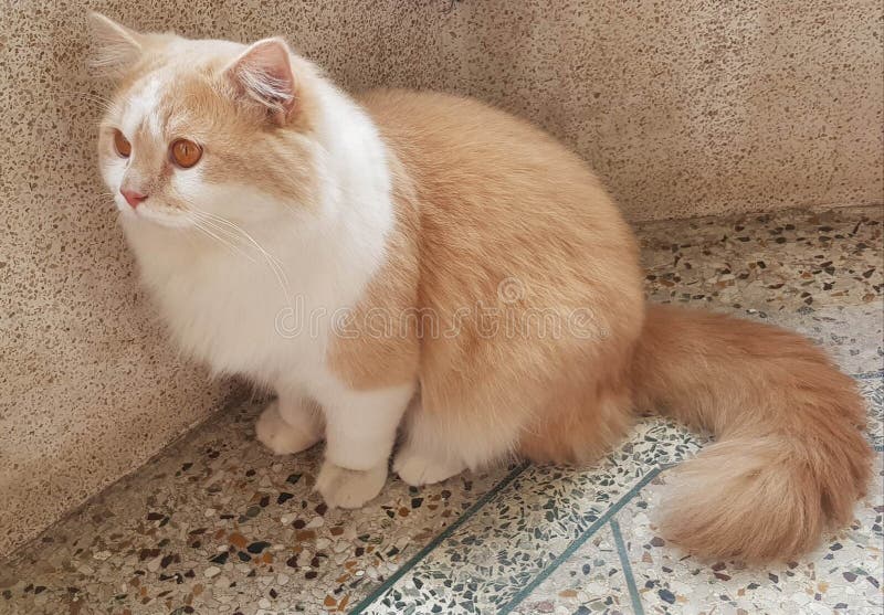 Mixed Colour Parsian Cat Stock Photos - Free & Royalty-Free Stock ...