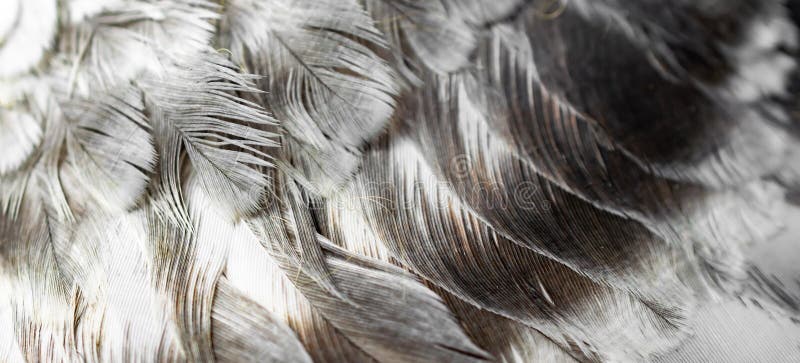 White and Brown Pigeon Feathers. Background or Texture Stock Image ...