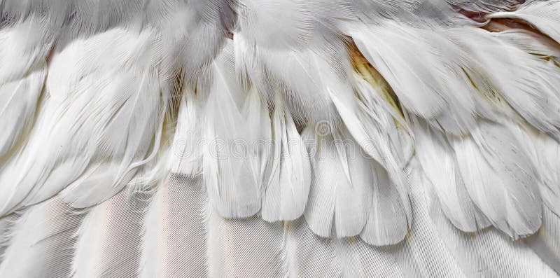 White and Brown Pigeon Feathers. Background or Texture Stock Photo ...