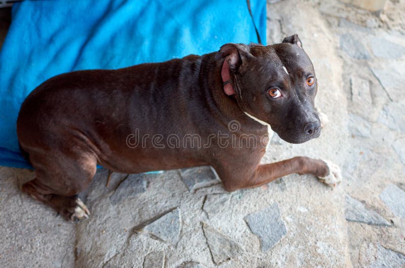 Pitbull Sitting Up and Waving Stock Photo - Image of pitbull, playing ...