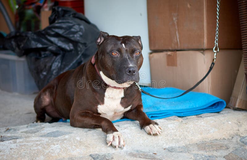 Pitbull Sitting Up and Waving Stock Photo - Image of pitbull, playing ...