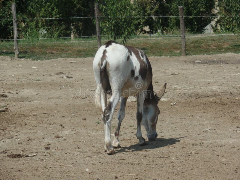White and Brown Pony Seen from the Rear Stock Image - Image of animal ...