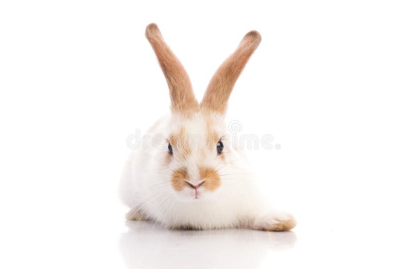 White Rabbit Sits on the Piano Keys Stock Image - Image of color ...