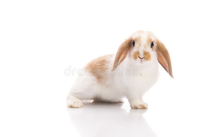 Red rabbit, back view stock photo. Image of farm, pets - 89174922