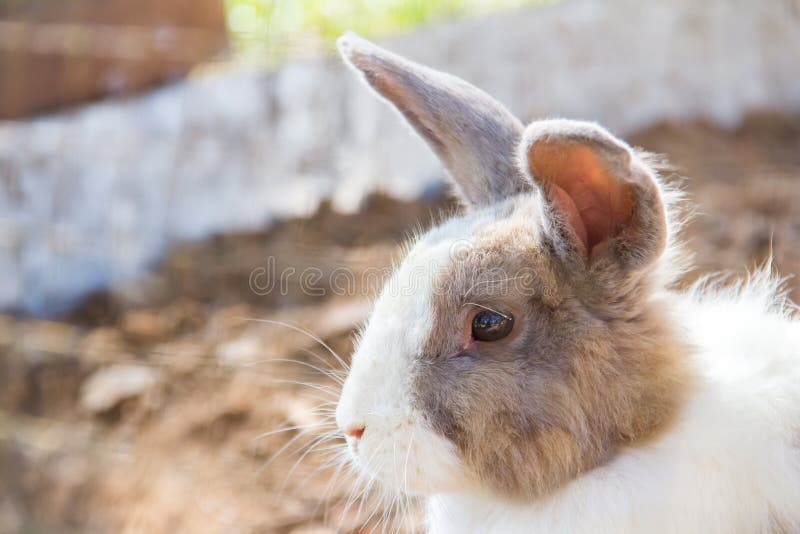 White-brown rabbit stock image. Image of whitebrown, lovely - 89074397