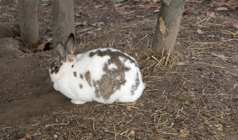 White brown rabbit hiding stock image. Image of animal - 34648651