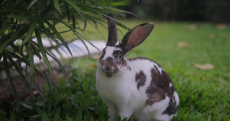 A Rabbit Sits on the Lawn in the Backyard of the House and Eats Grass ...