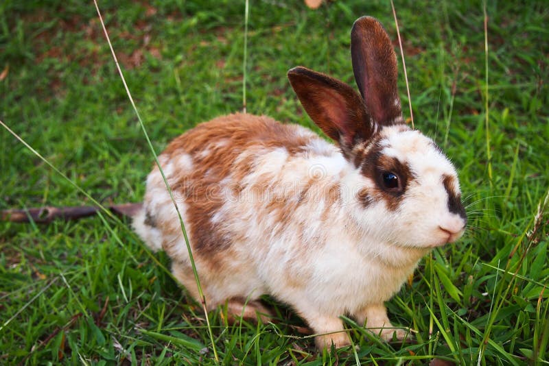 Reproduction of rabbit stock image. Image of stockbreeding - 24210069