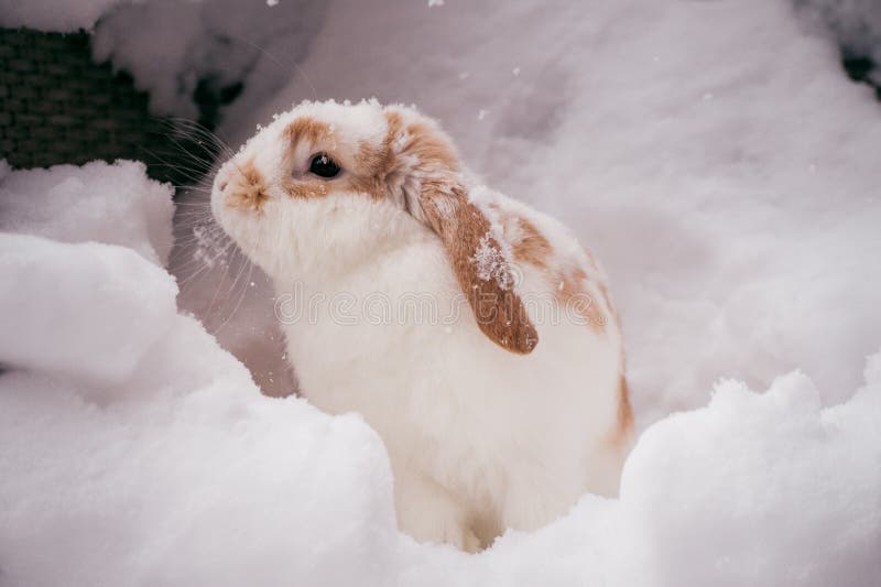 Brown rabbit in snow stock photo. Image of blue, hare - 17516410