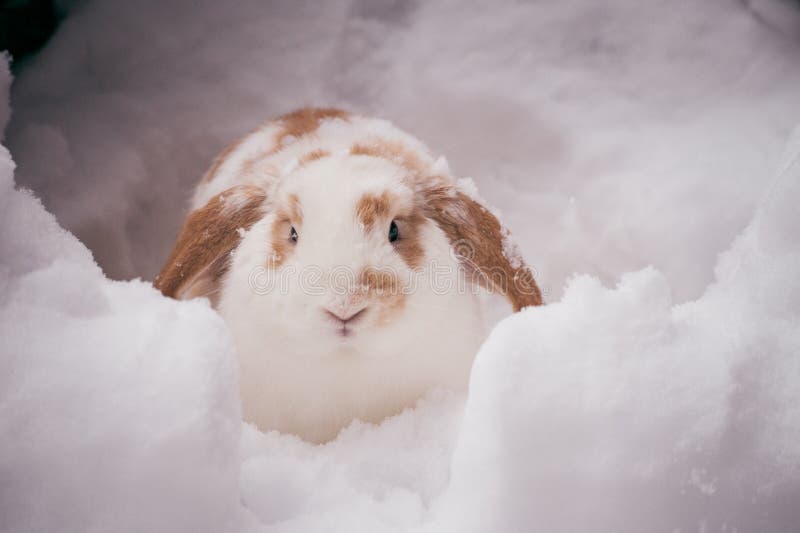 White and Brown Rabbit in Snow Stock Photo - Image of small, jumping ...