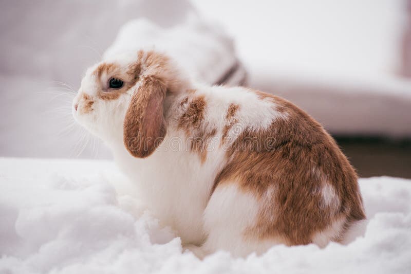 White and Brown Rabbit in Snow Stock Photo - Image of bunny, tail: 49966552