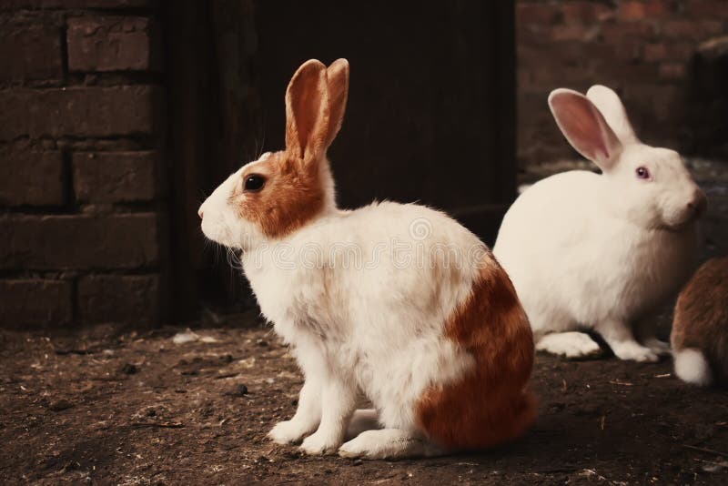 White And Brown Rabbit On Brown Soil Picture. Image: 109927057