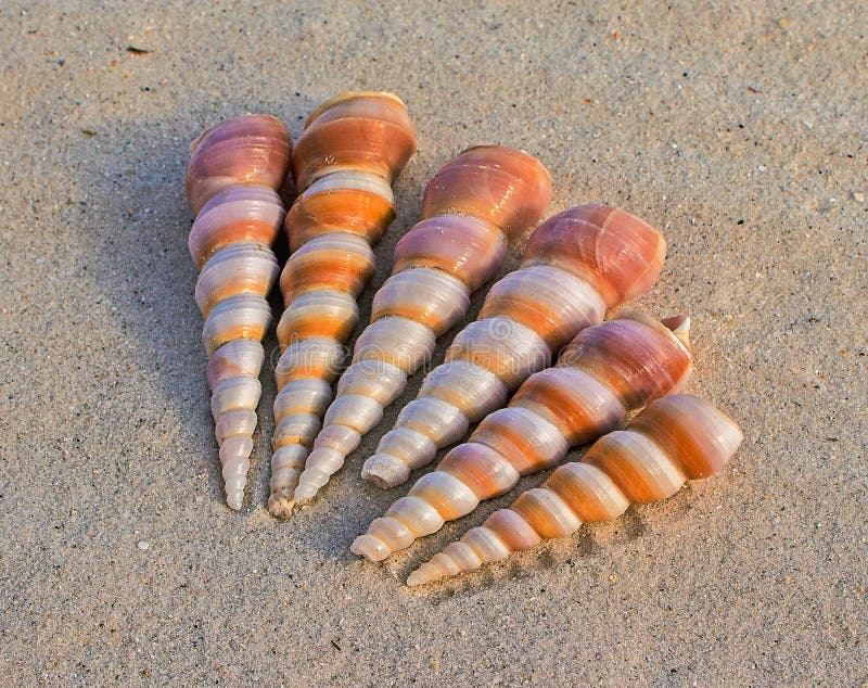 6 White And Brown Seashells On Sand At Daytime Picture. Image: 82945603