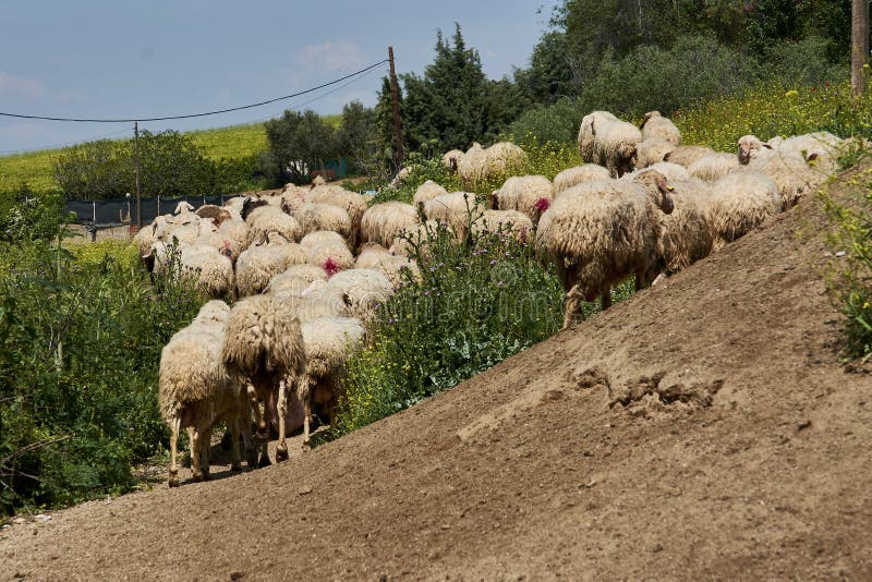 White and Brown Sheep Grazing on the Grass in the Field Stock Image ...