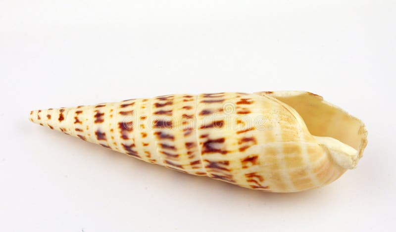 Shellfish Shell stock photo. Image of mollusk, isolated - 124465846