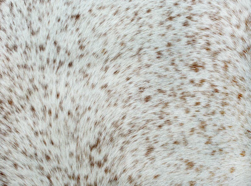 1,000+ White spots background Free Stock Photos - StockFreeImages