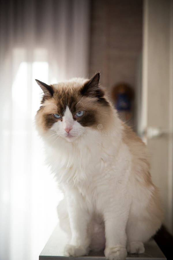 White with Brown Spots Fluffy Cat, Breed Ragdoll Stock Image - Image of ...