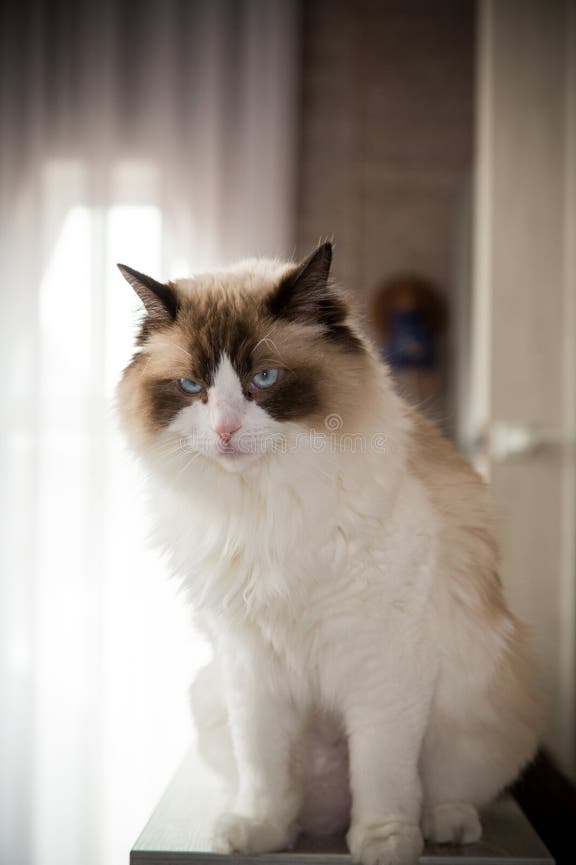 White with Brown Spots Fluffy Cat, Breed Ragdoll Stock Image - Image of ...